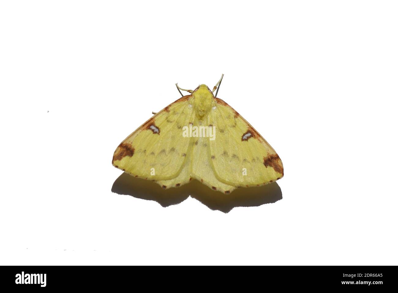 Moth Of The Geometer Moth Family High Resolution Stock Photography and ...