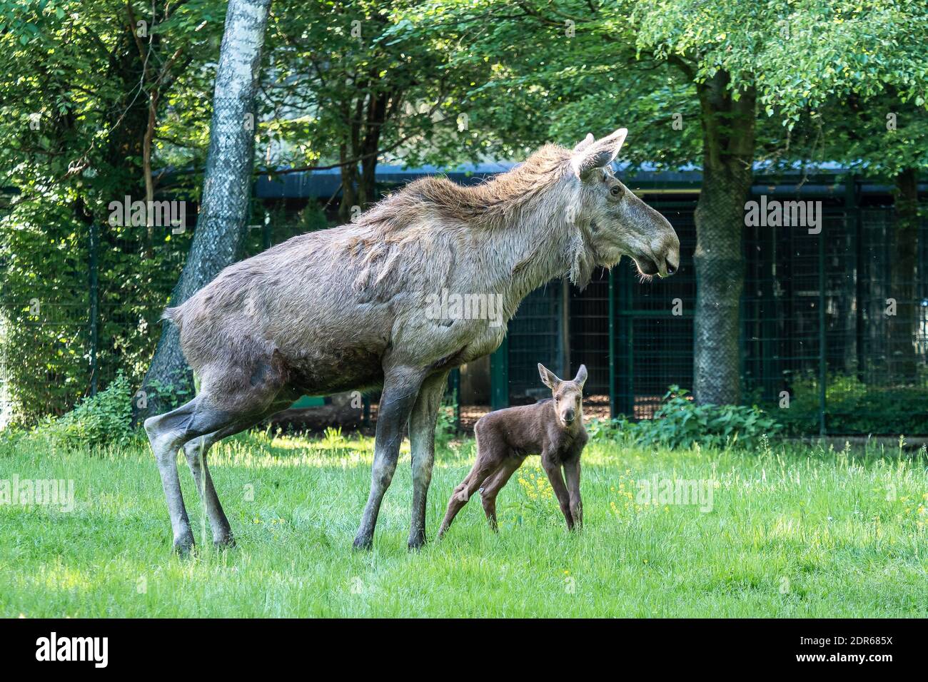 European Moose, Alces alces, also known as the elk. Wild life animal ...