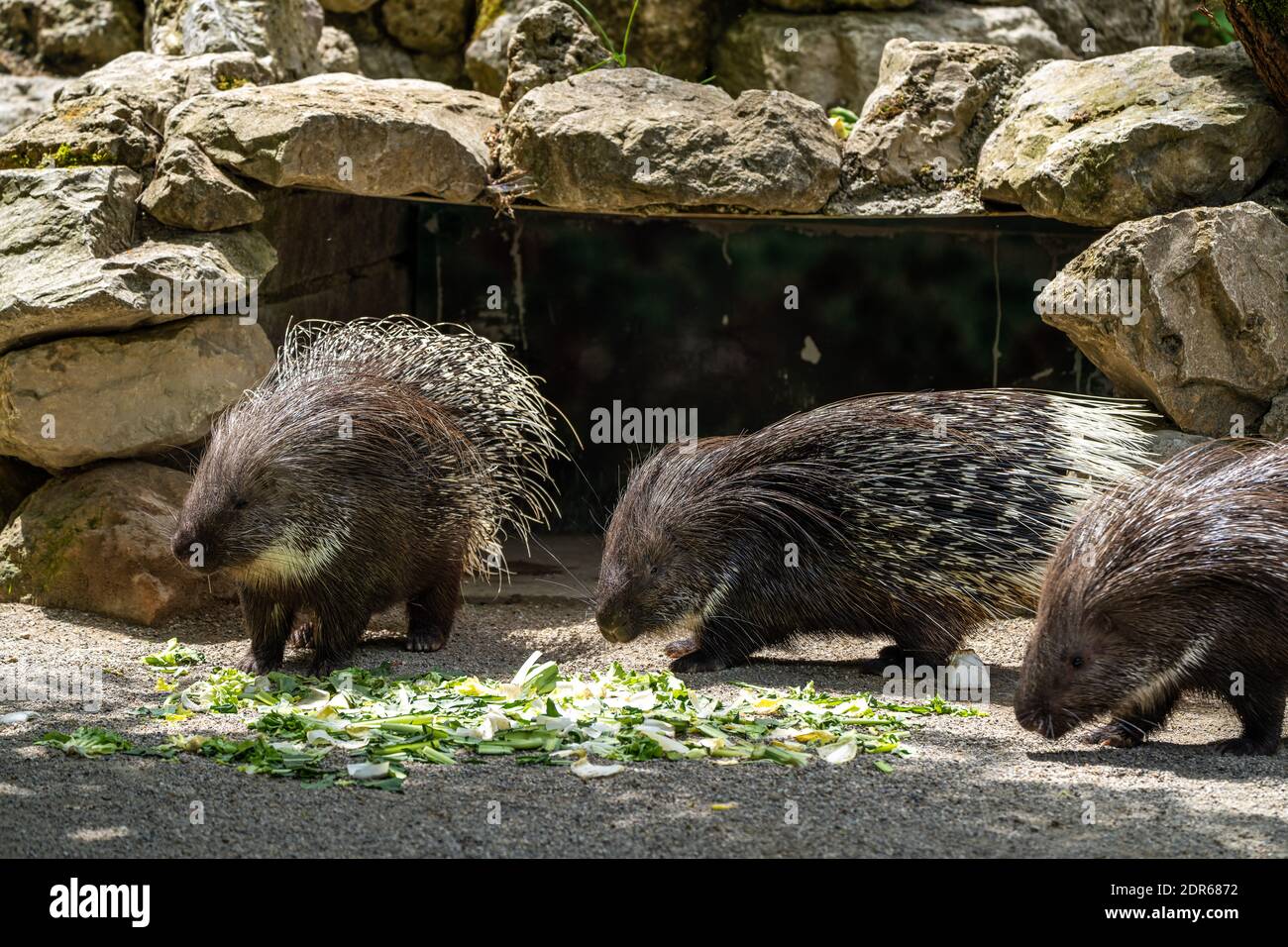 The Indian crested Porcupine, Hystrix indica or Indian porcupine, is a ...