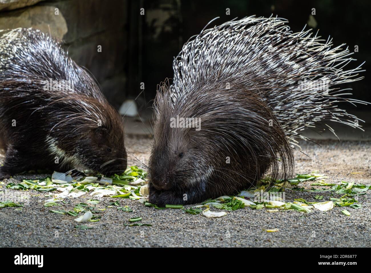 The Indian crested Porcupine, Hystrix indica or Indian porcupine, is a ...