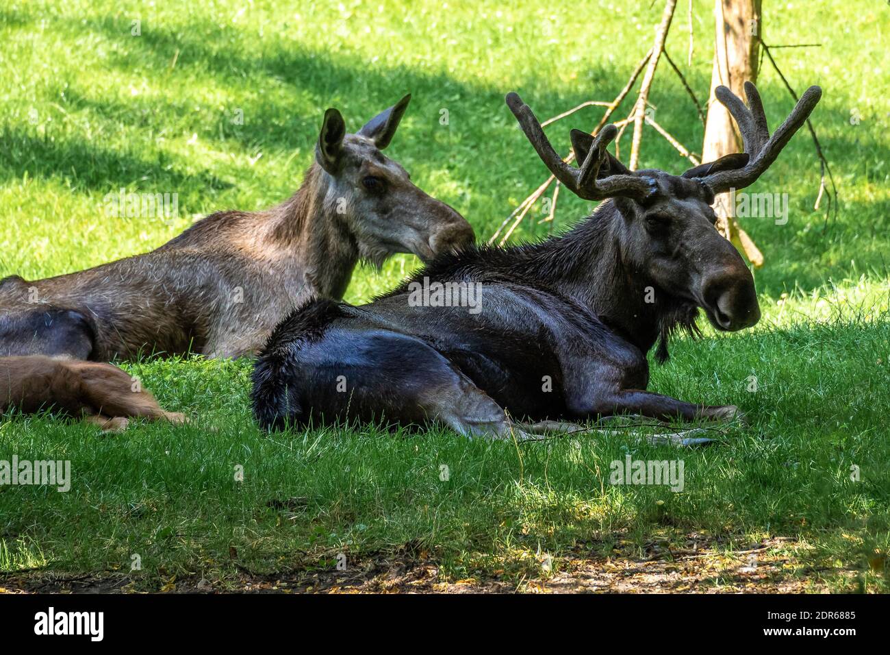 European Moose, Alces alces, also known as the elk. Wild life animal ...
