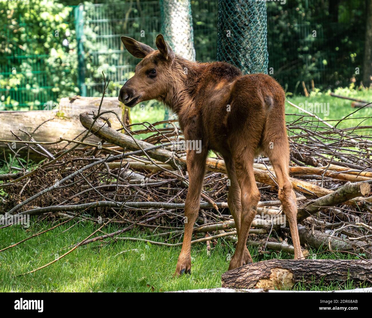 European Moose, Alces alces, also known as the elk. Wild life animal ...