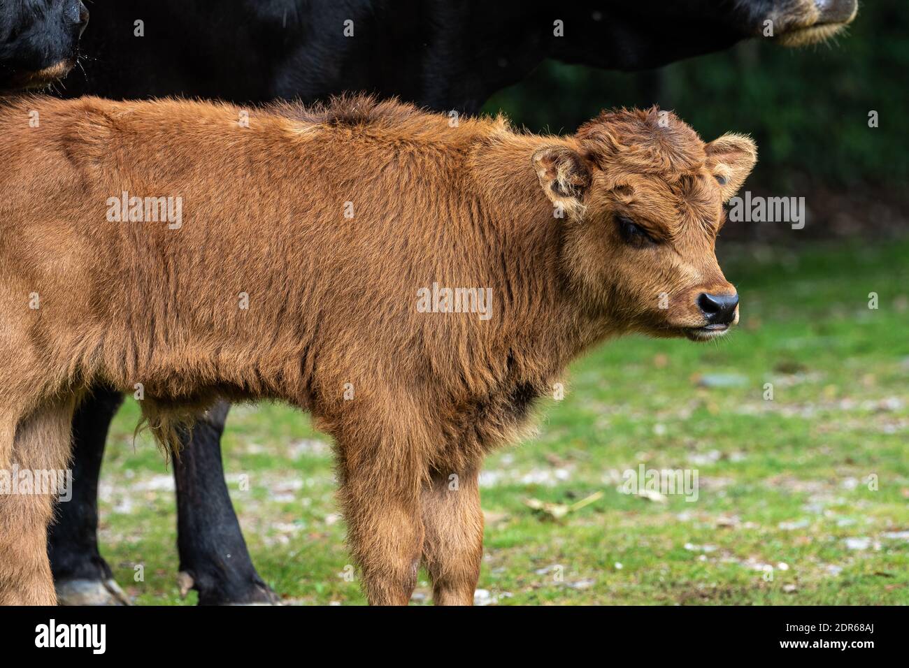 Baby Heck cattle, Bos primigenius taurus, claimed to resemble the ...