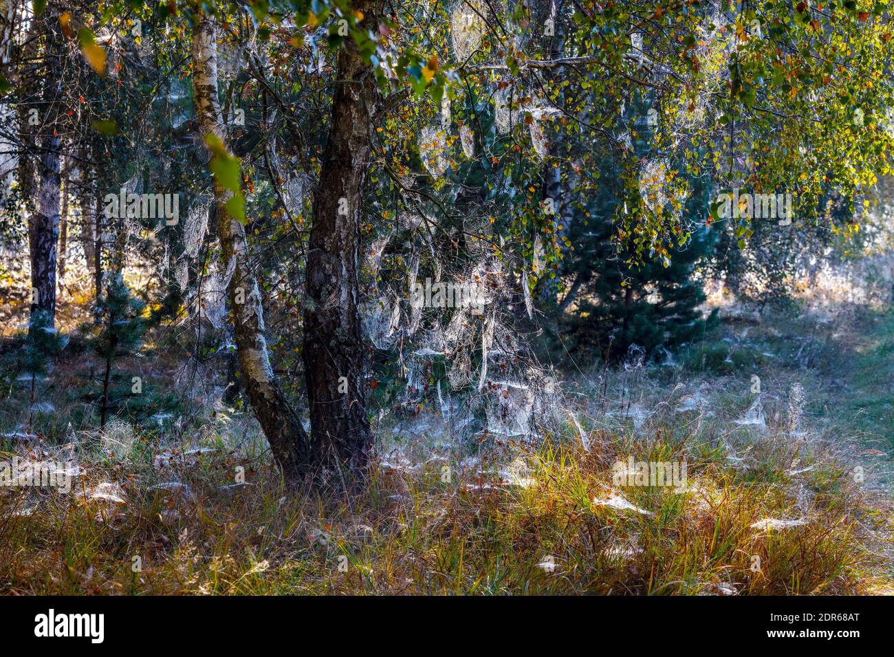 Indian summer, birch trees, Poland Stock Photo - Alamy