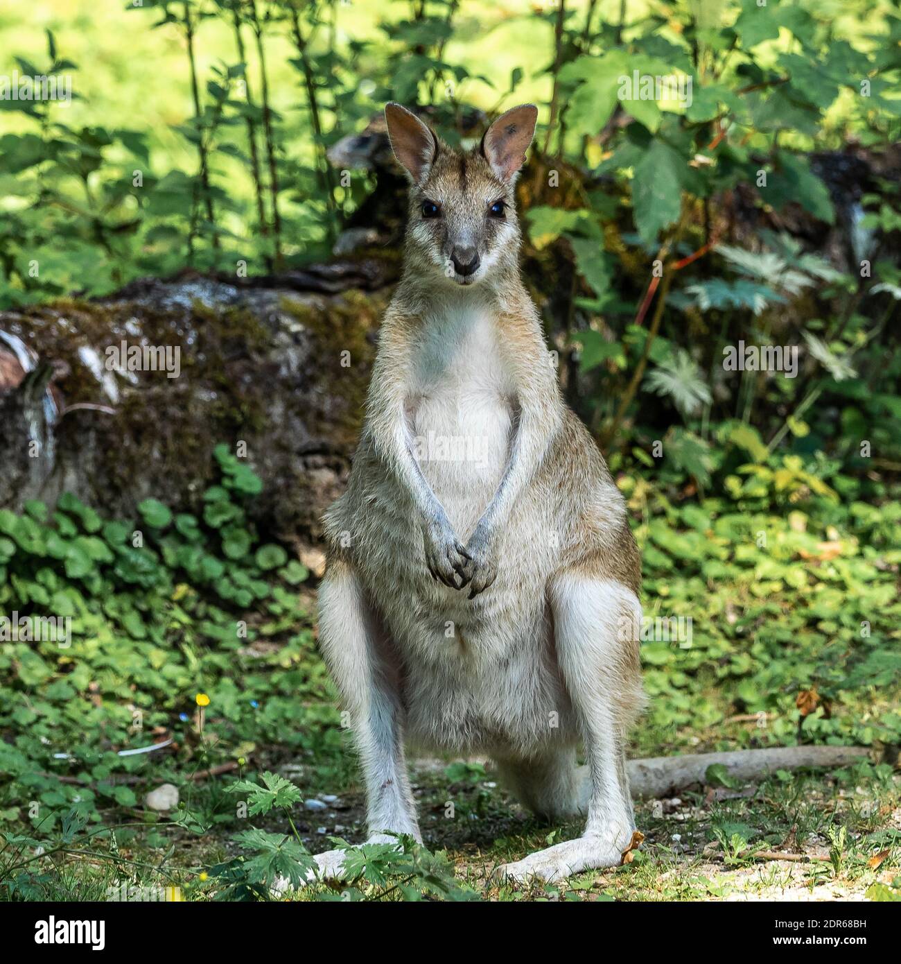 The agile wallaby, Macropus agilis also known as the sandy wallaby is a ...