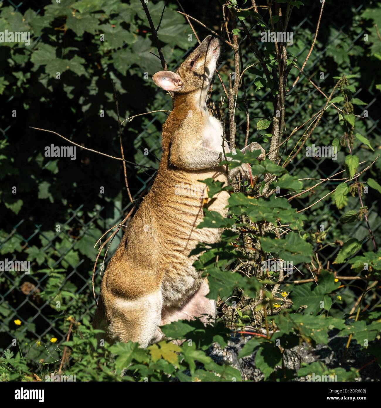 The agile wallaby, Macropus agilis also known as the sandy wallaby is a ...