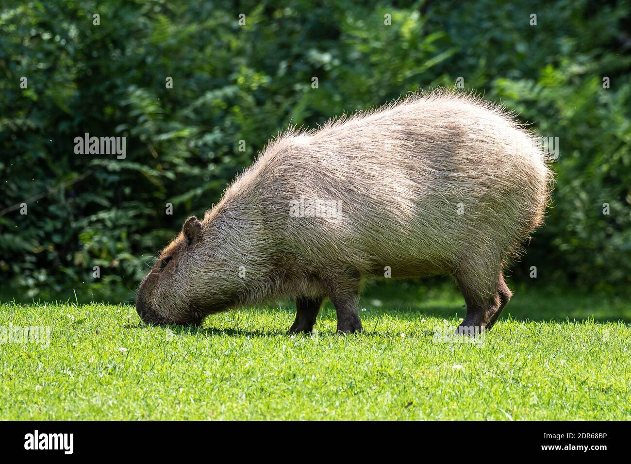 The capybara, Hydrochoerus hydrochaeris is a mammal native to South ...