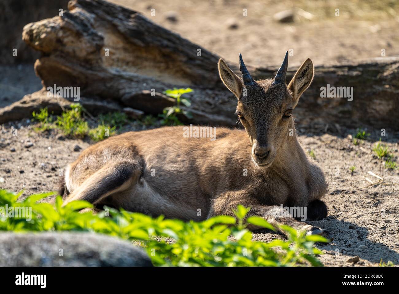 Male mountain ibex - capra ibex in the zoo Stock Photo - Alamy