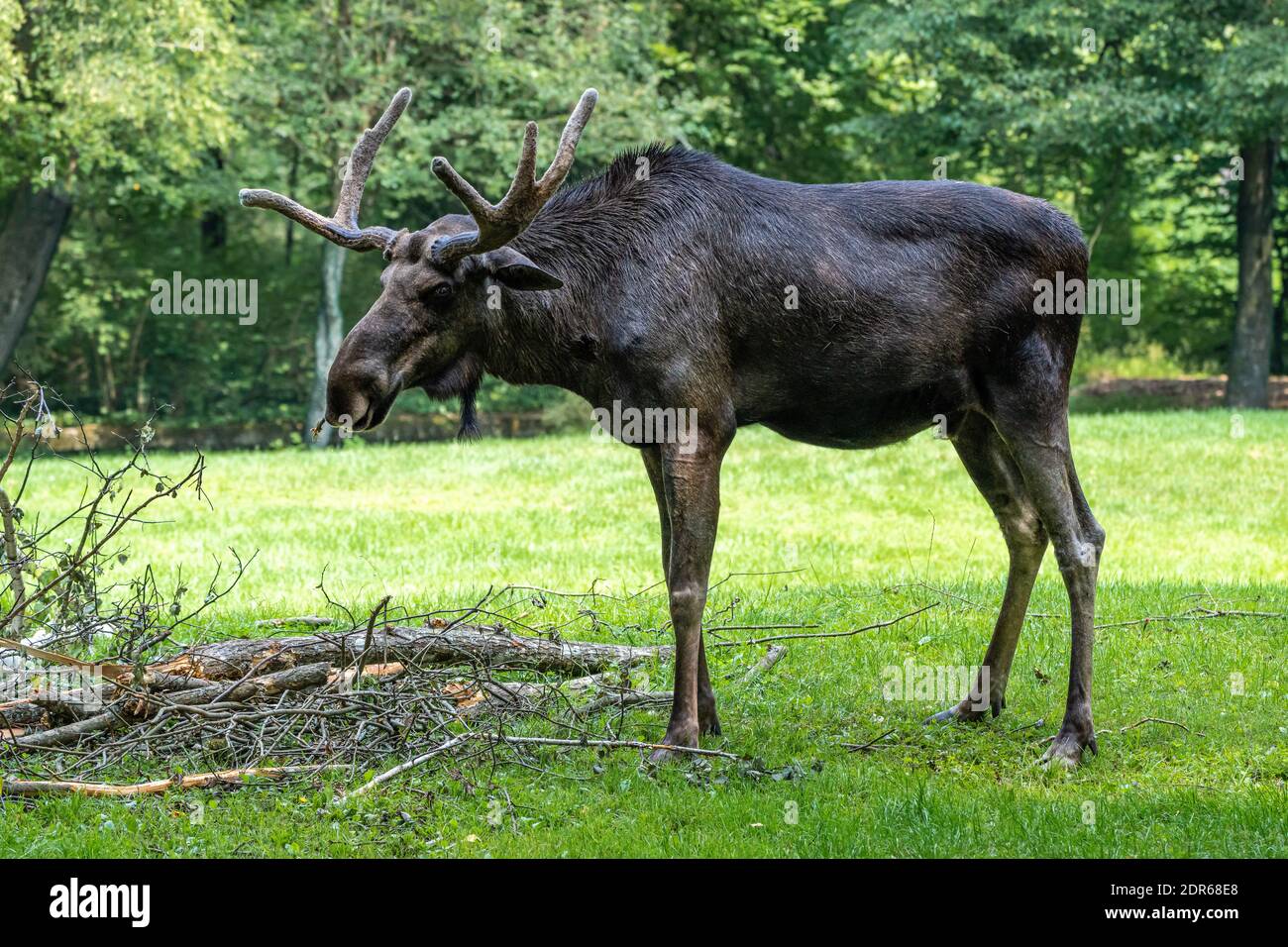 European Moose, Alces alces, also known as the elk. Wild life animal ...