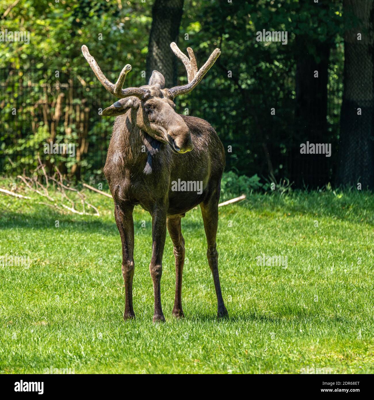 European Moose, Alces alces, also known as the elk. Wild life animal ...