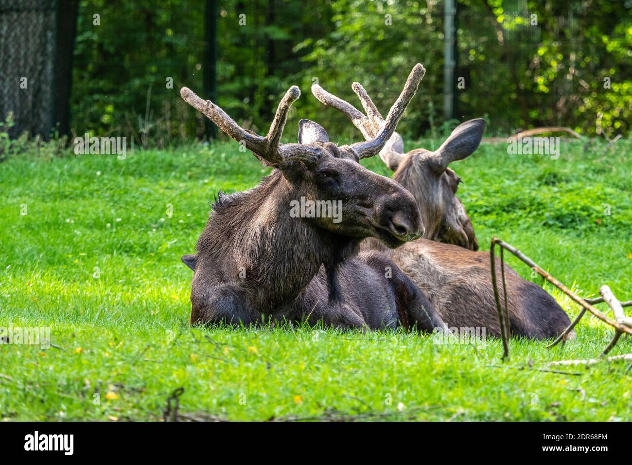European Moose, Alces alces, also known as the elk. Wild life animal ...