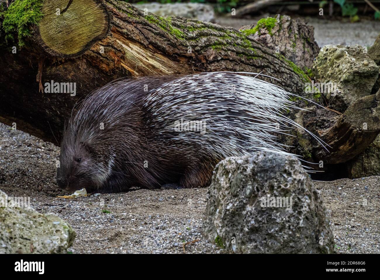 The Indian crested Porcupine, Hystrix indica or Indian porcupine, is a ...