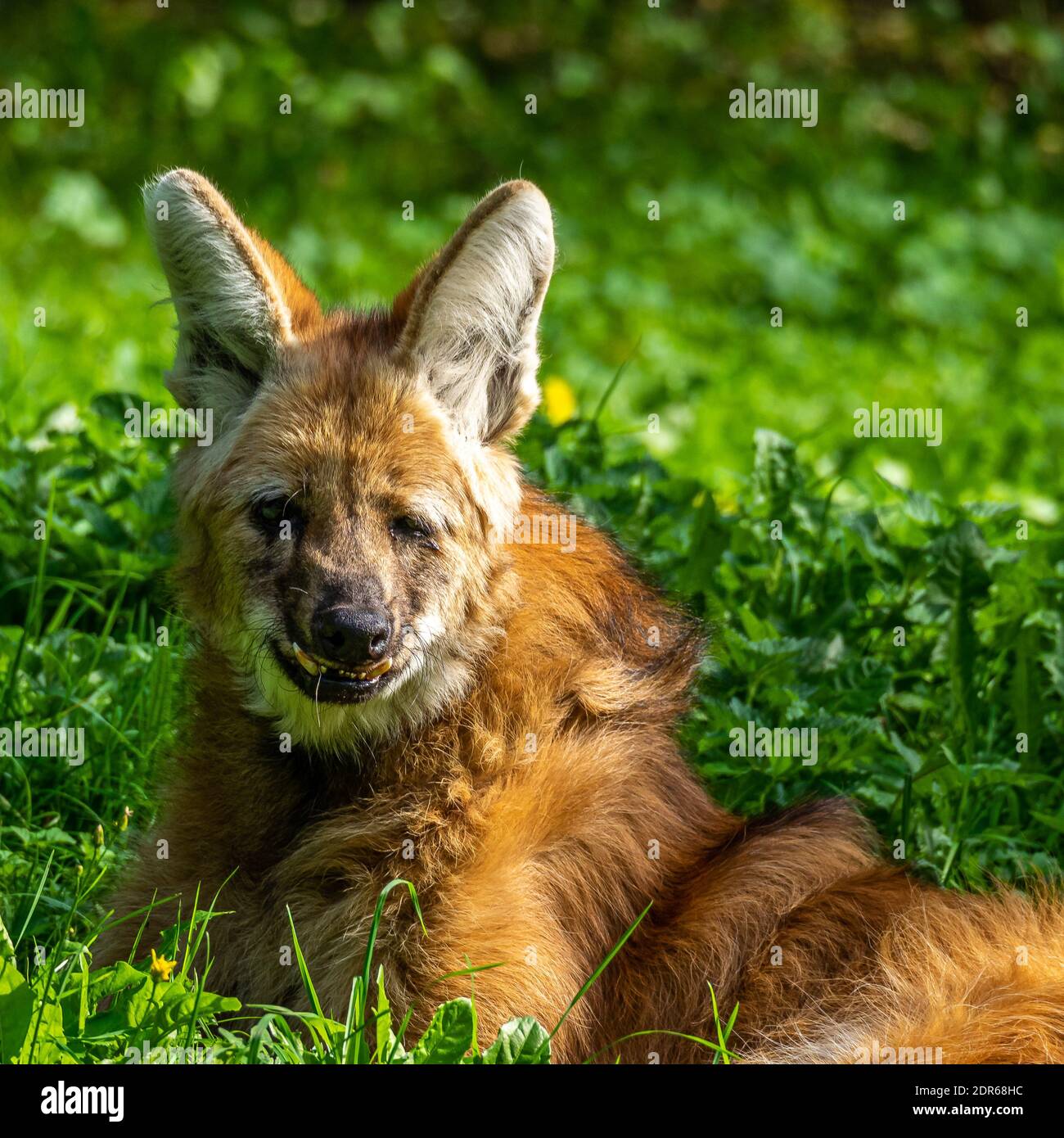 The Maned Wolf, Chrysocyon brachyurus is the largest canid of South America. This mammal lives ...