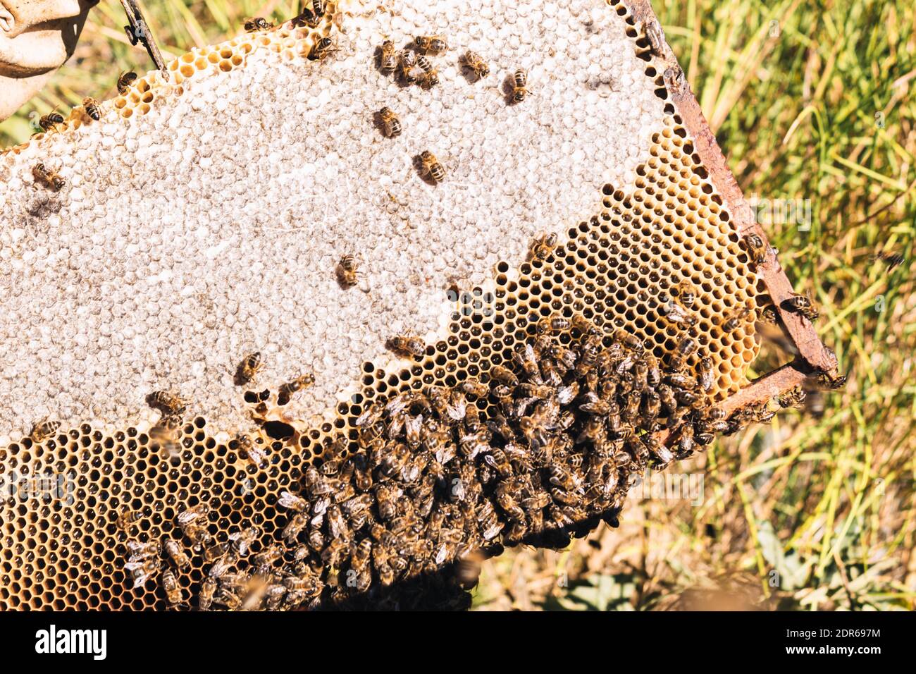 bees surrounding the comb with their original hexagonal distribution in ...