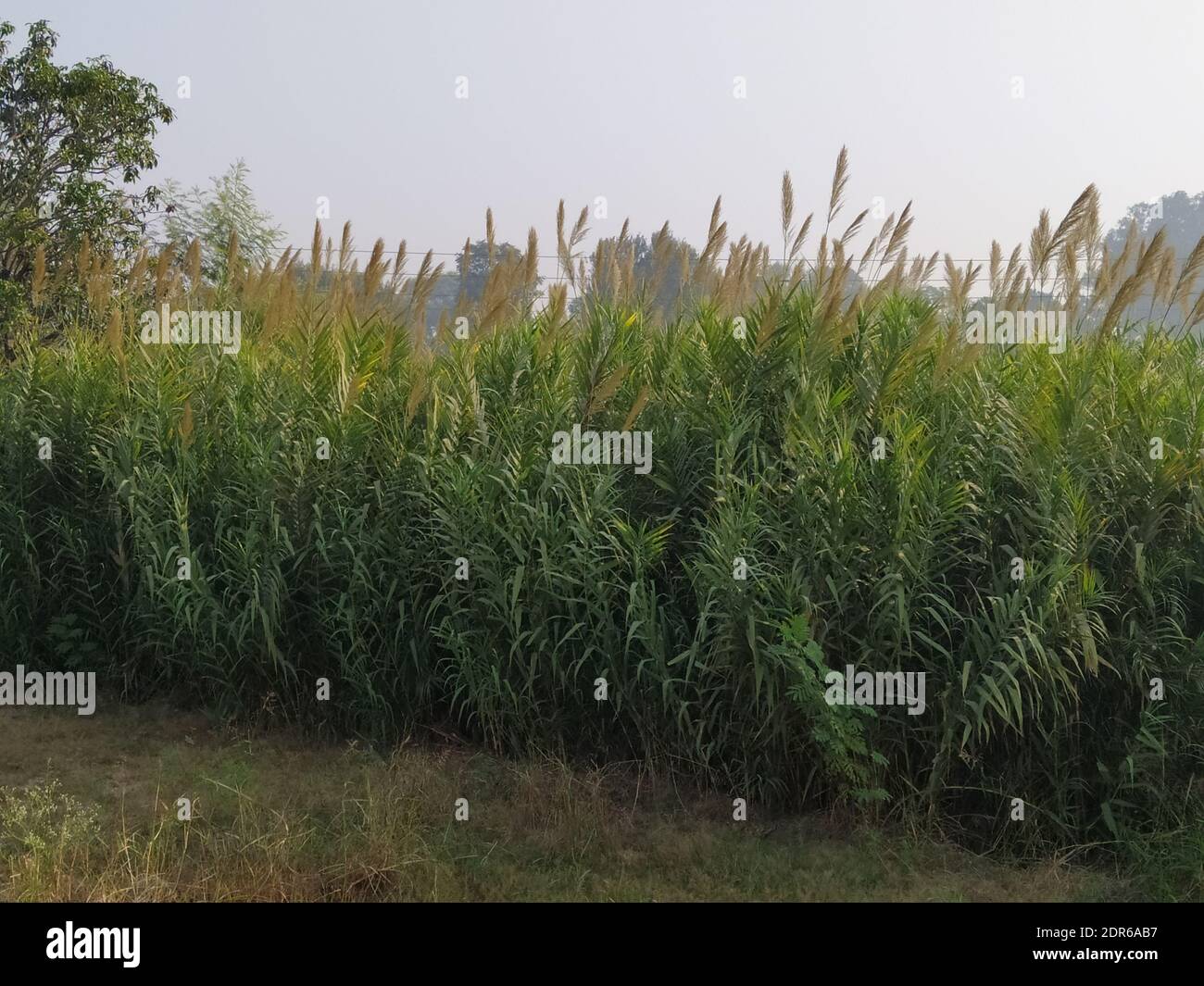 A landscape view with grown dense reed grass Stock Photo - Alamy