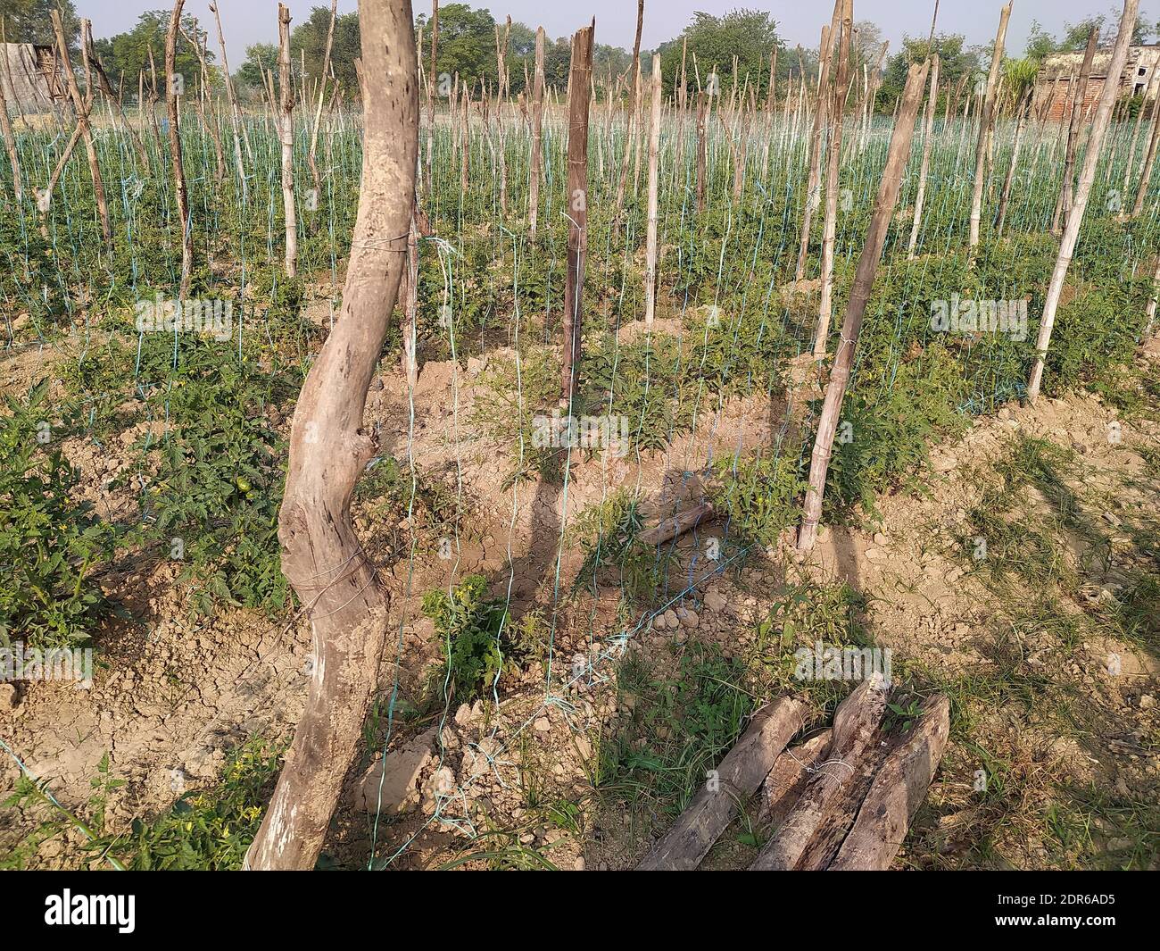 An agricultural field with rows of young trees supported by ropes Stock ...