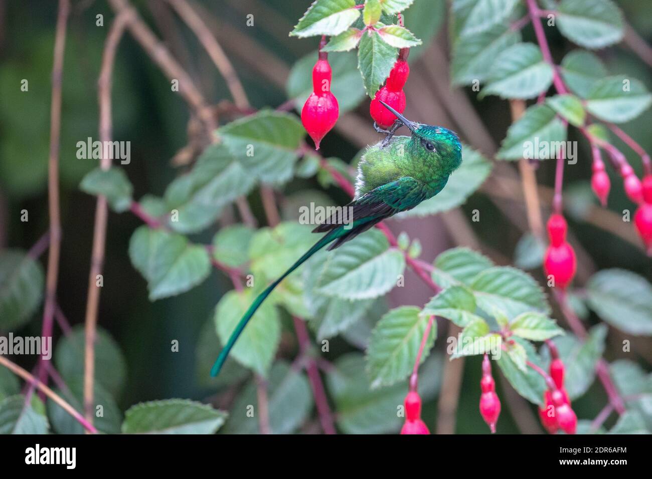 Colibri birds hi-res stock photography and images - Alamy