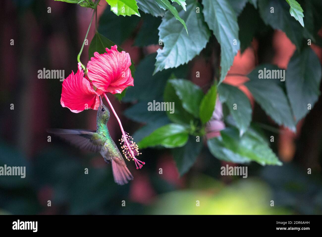 Aves colombia hi-res stock photography and images - Alamy