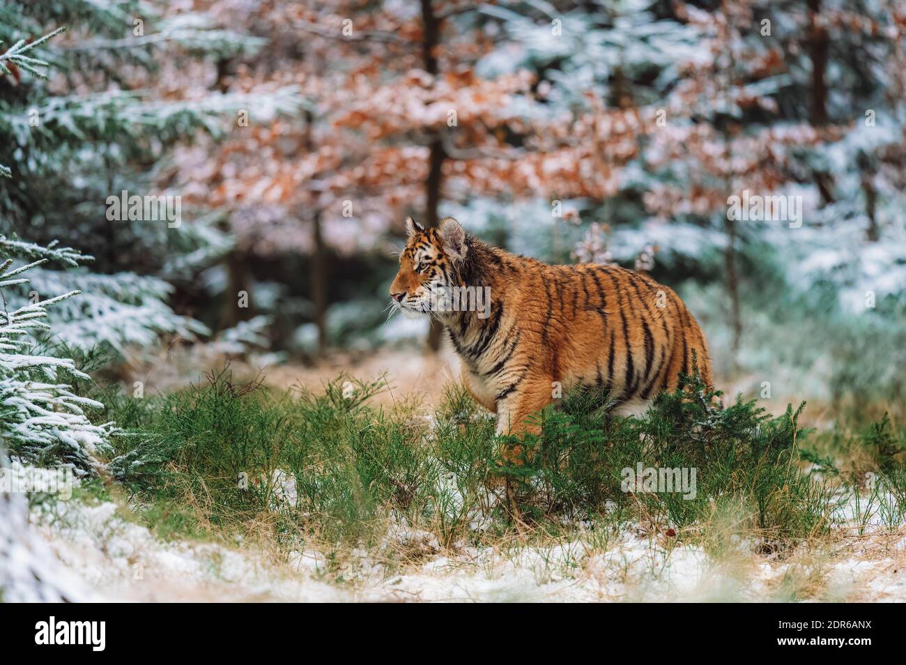 Siberian tiger snow forest hi-res stock photography and images - Alamy