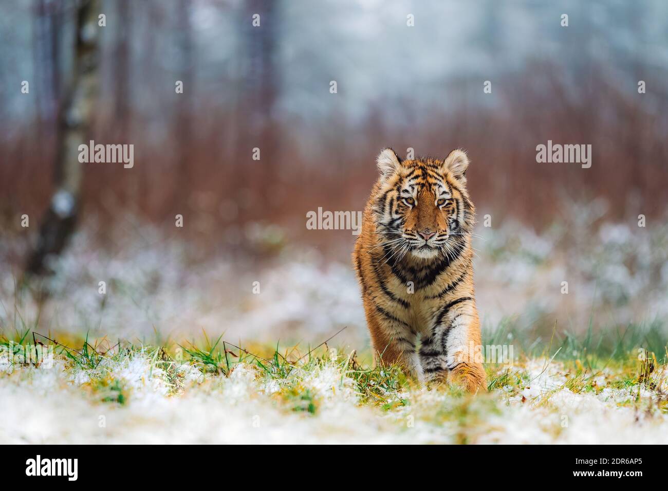 Siberian tiger (female, Panthera tigris altaica) walking, front view. A ...