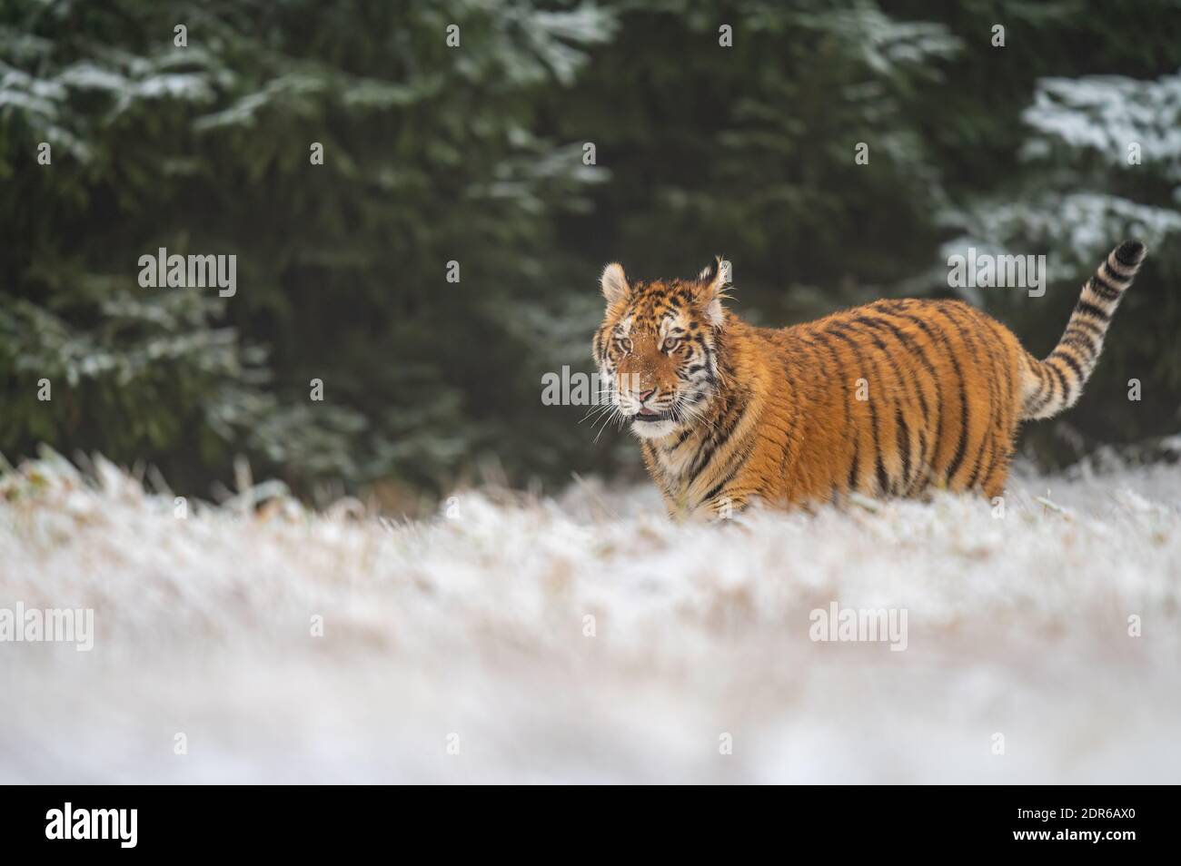 Siberian tiger snow forest hi-res stock photography and images - Alamy