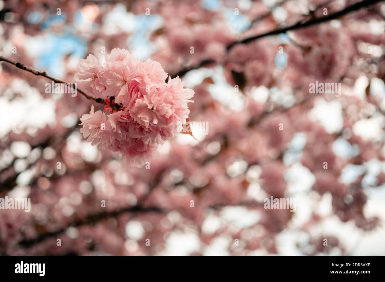 Beautiful Pink Tree Wallpaper