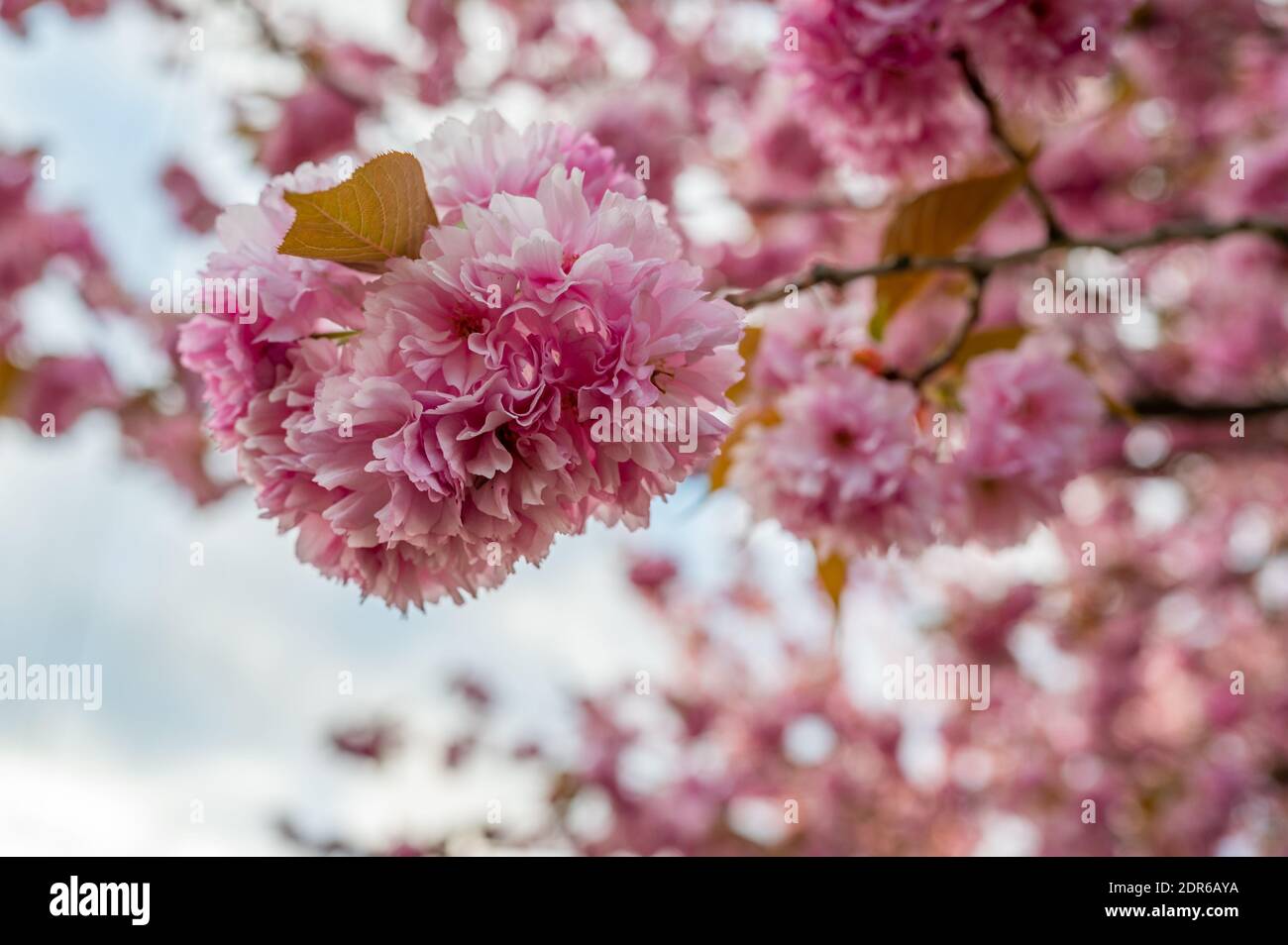 Nice cherry blossom hi-res stock photography and images - Alamy