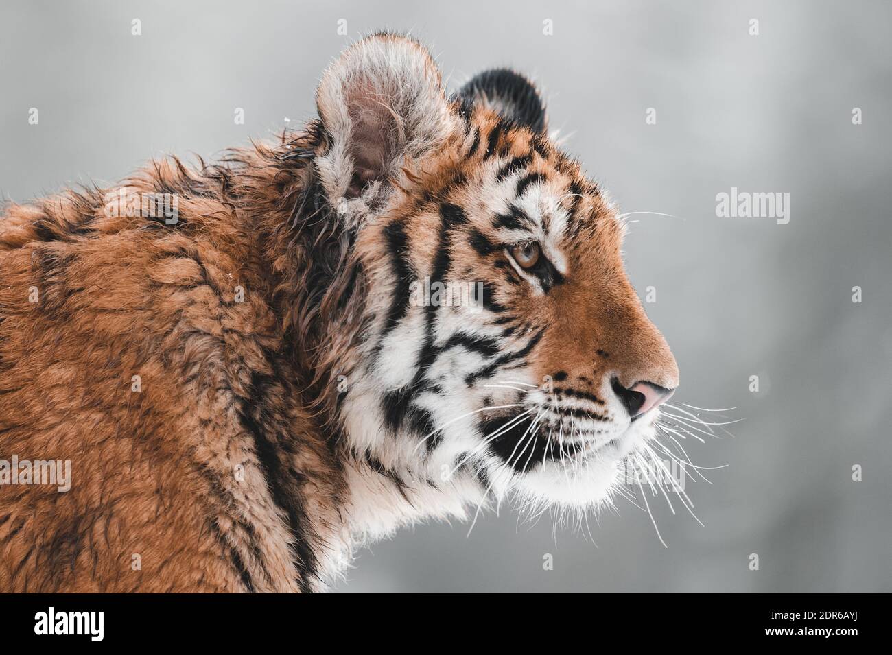Close-up portrait of a Siberian tiger (female, Panthera tigris altaica ...