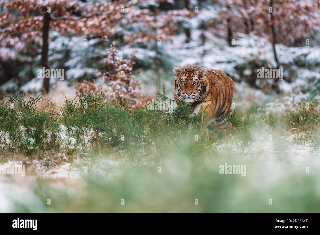 Tiger hiding grass hi-res stock photography and images - Alamy