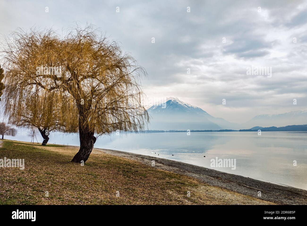 Willow tree on Lake Como Stock Photo - Alamy