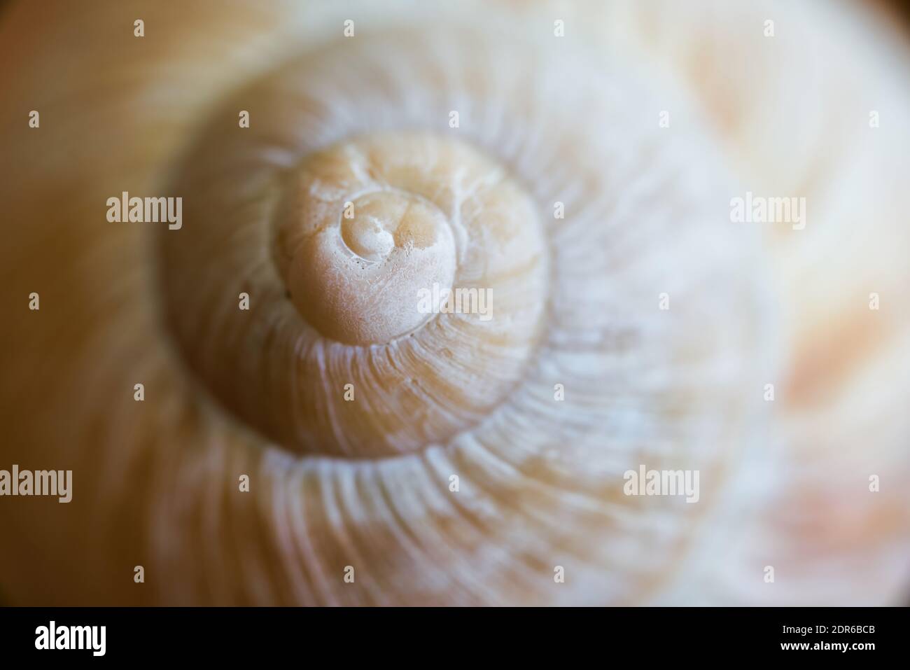 Close-up of the snail shell of a Roman snail Stock Photo - Alamy
