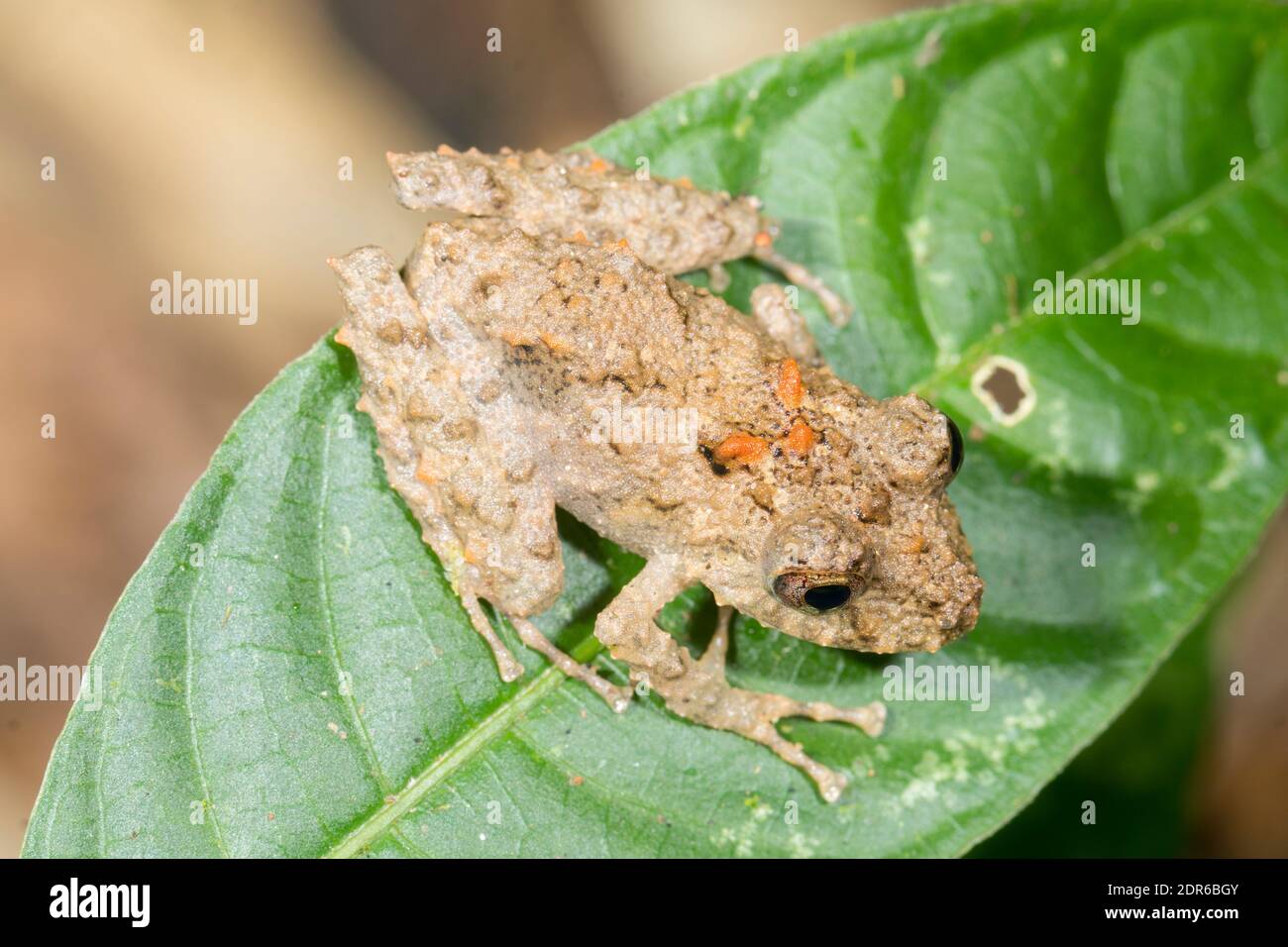 Spring Robber Frog (Pristimantis crenunguis) on a branch in the ...