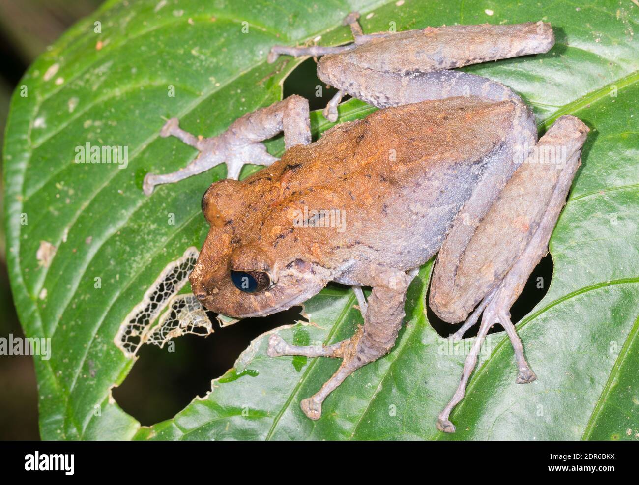 Labiated rainfrog (Pristimantis labiosus) on a branch in the understory ...