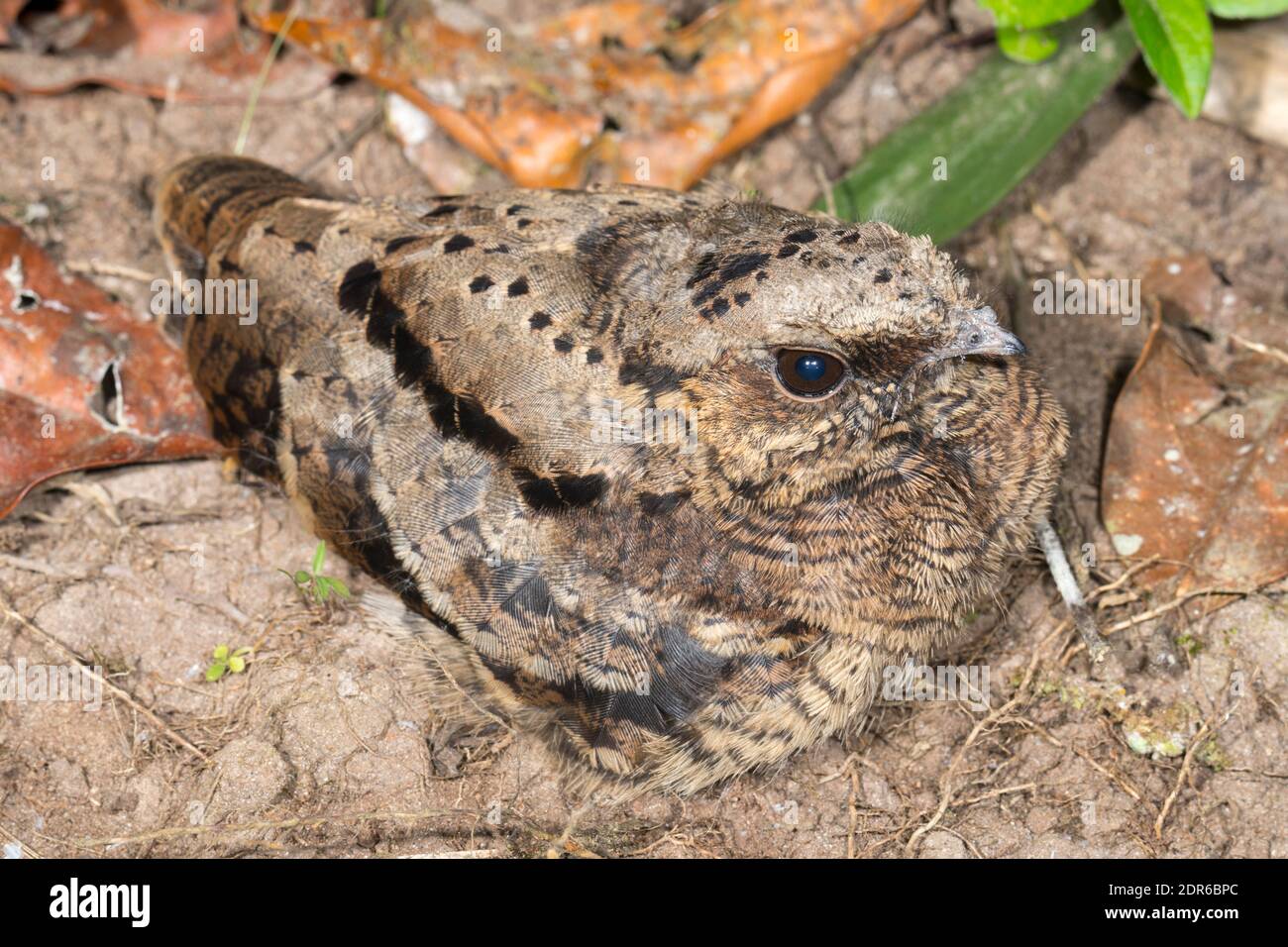 Common Pauraque (Nyctidromus albicollis) roosting camouflaged in the ...