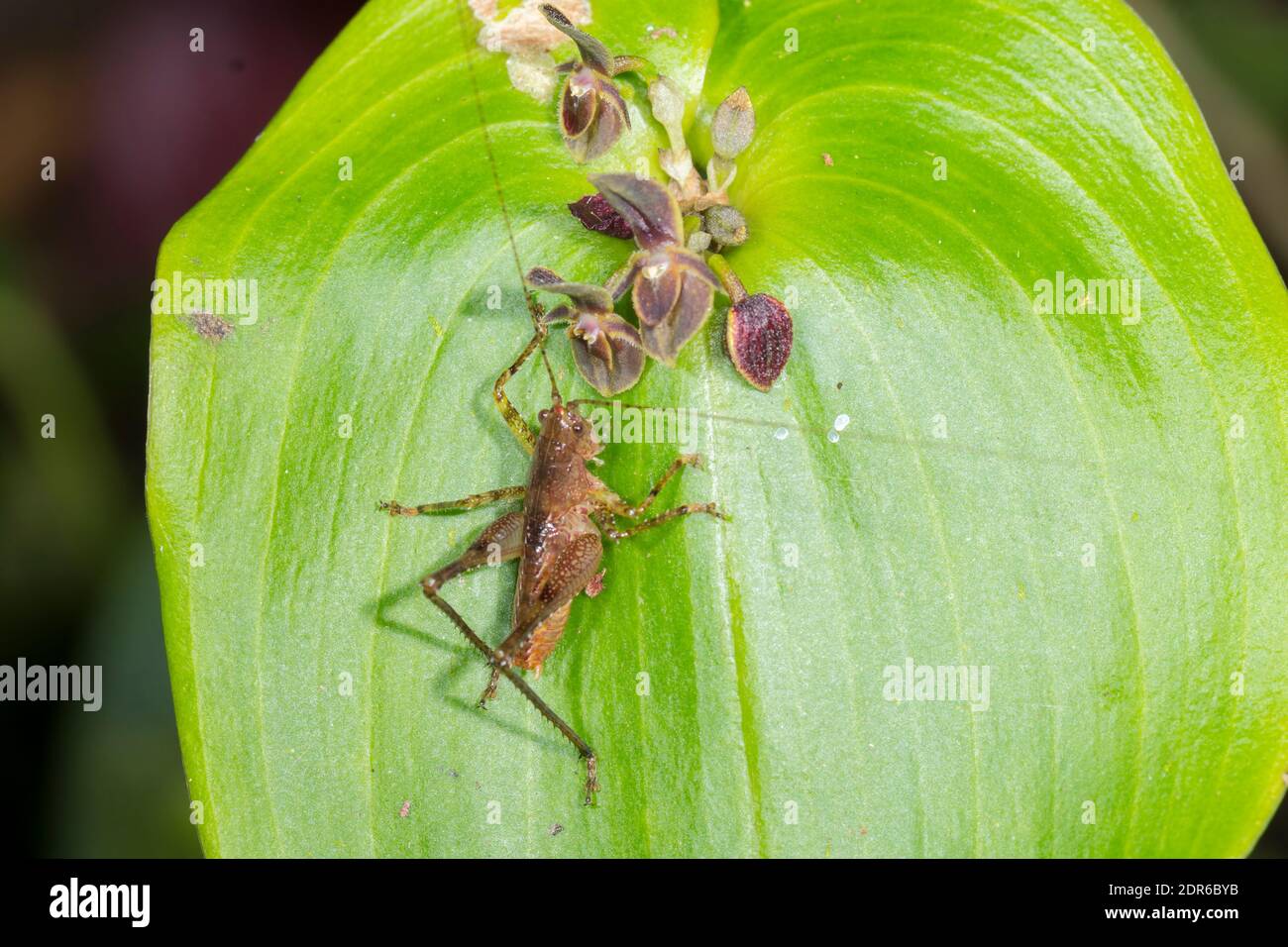 A micro orchid (Pleurothallis crossota) with cricket growing wild in ...