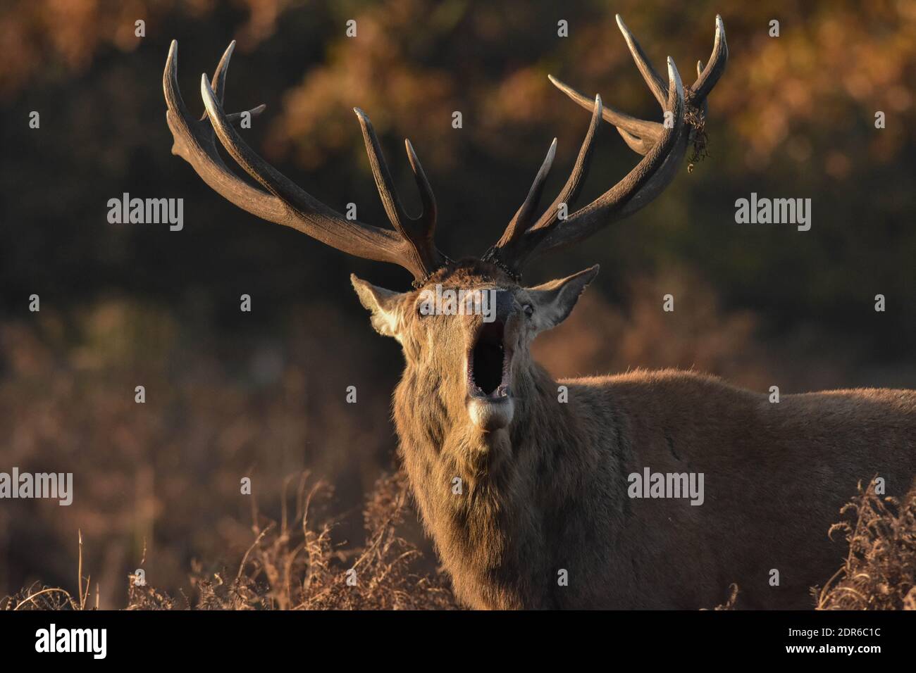 Red Deer Cervus elaphus Stag Bellowing Stock Photo - Alamy
