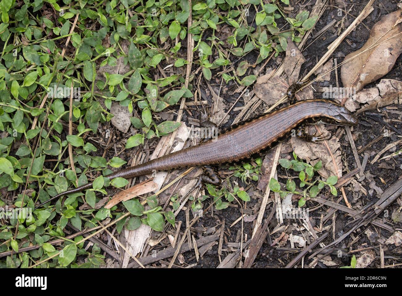 Pregnant lizard hi-res stock photography and images - Alamy