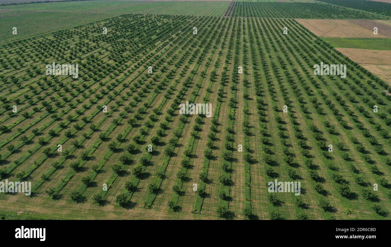 Aerial drone top view of rows of the green fruit trees plantation ...