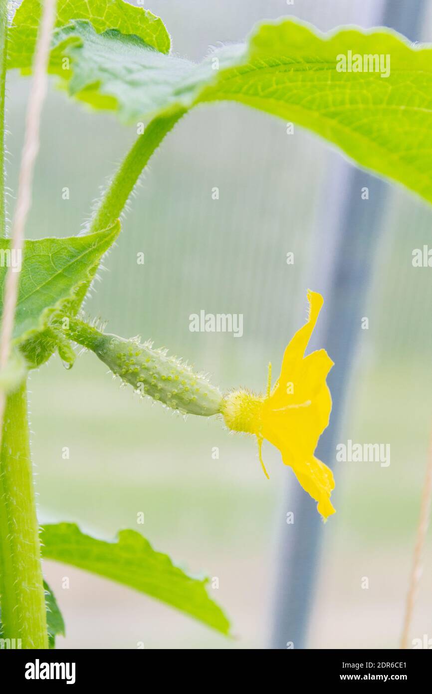 Cucumber embryo with a yellow flower on a branch Stock Photo - Alamy