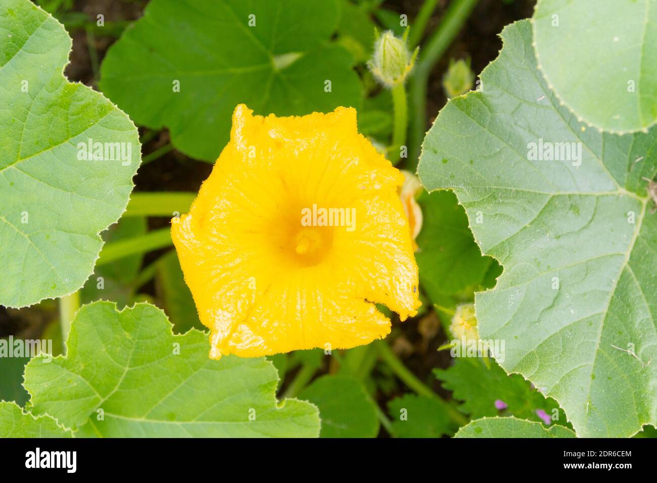 Yellow flowers of zucchini embryos grow in the garden in the summer ...