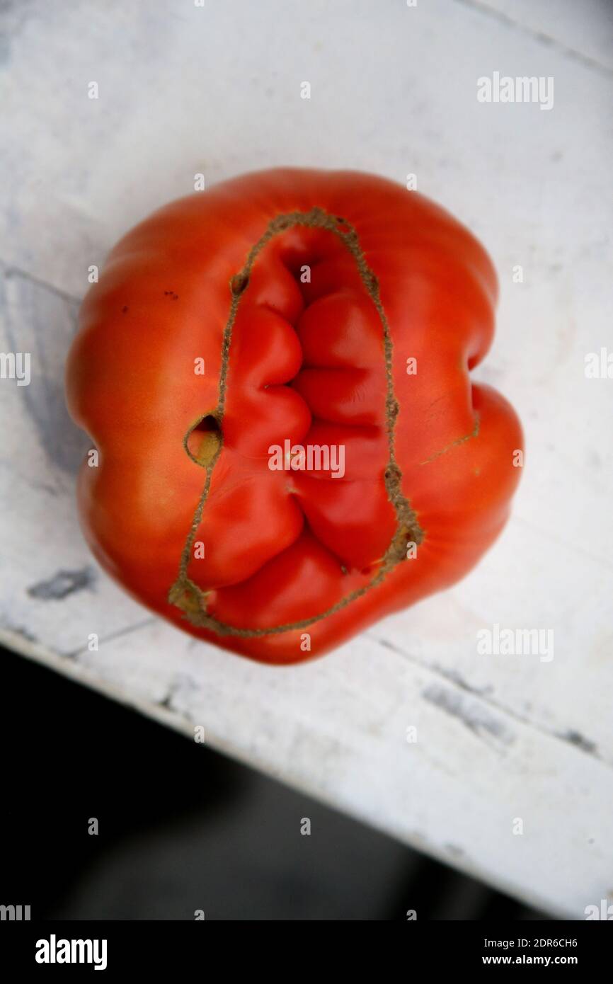 Tomato red, smiling on a white background and with angry teeth, photo ...