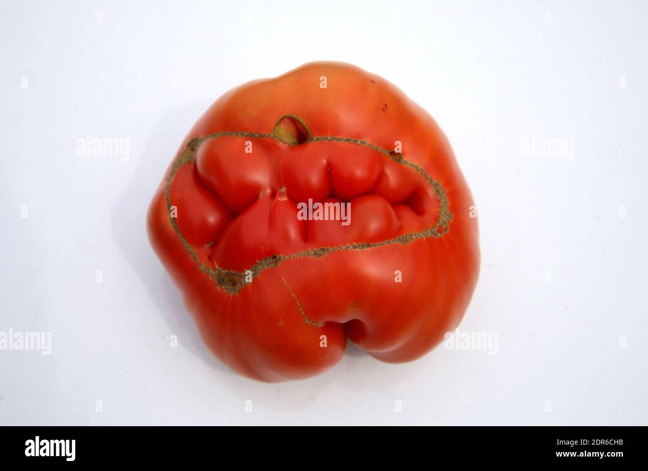 Tomato red, smiling on a white background and with angry teeth, photo ...
