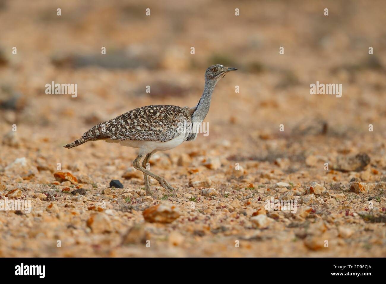 An adult male Houbara Bustard (Chlamydotis undulata) on Fuerteventura ...