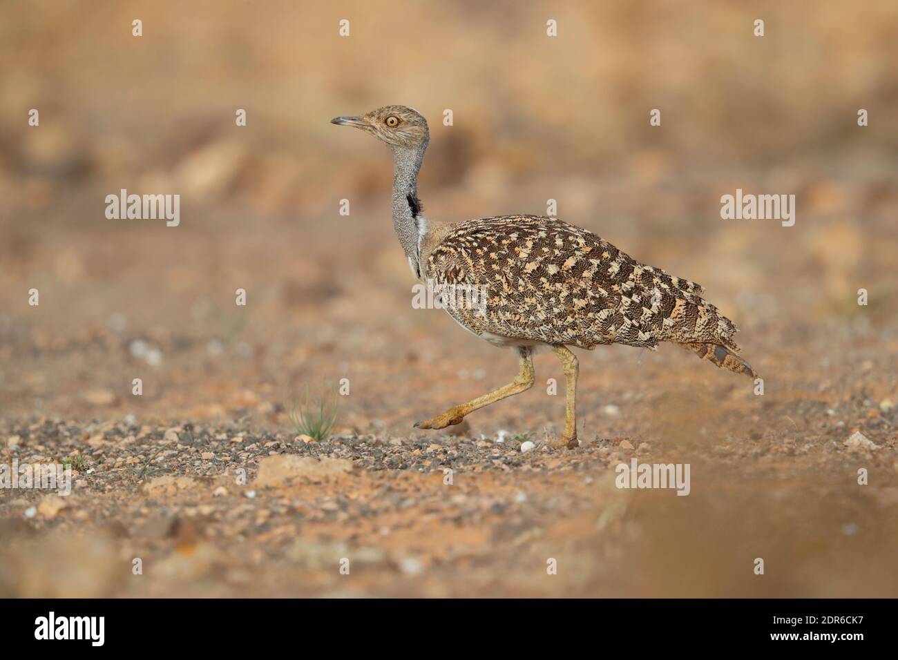 An adult female Houbara Bustard (Chlamydotis undulata) on Fuerteventura ...