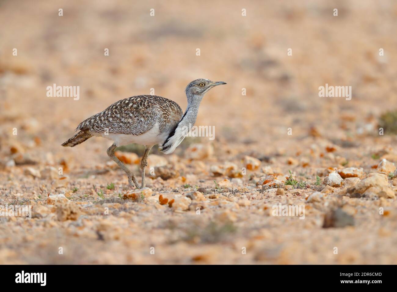 An adult male Houbara Bustard (Chlamydotis undulata) on Fuerteventura ...