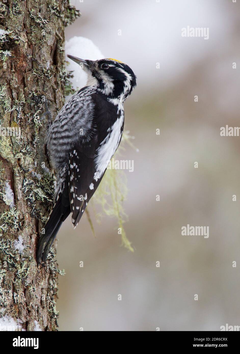 Three-toed Woodpecker, Picoides tridactylus, portrait of single adult ...