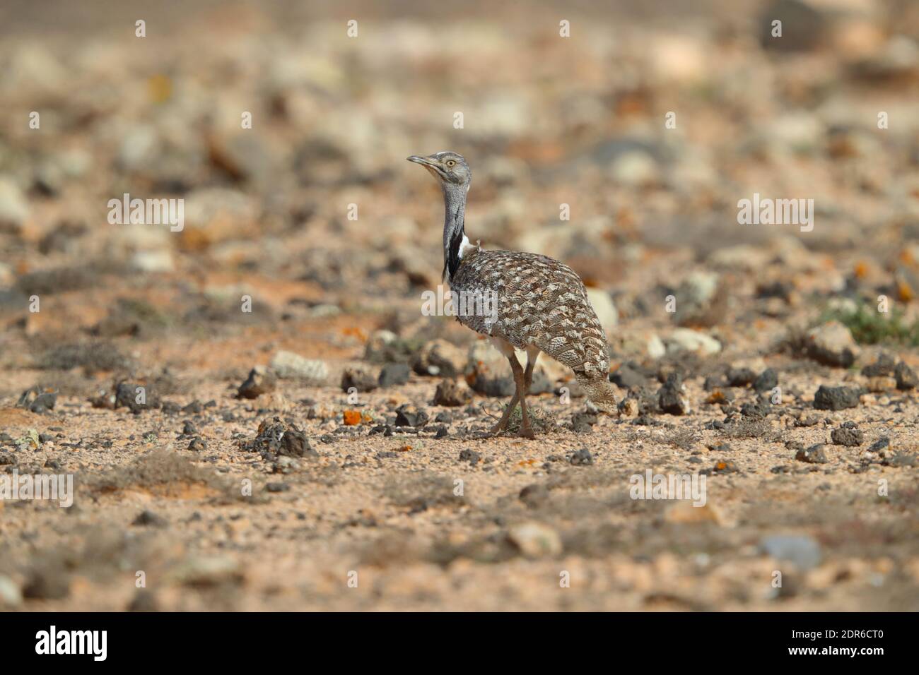 An adult male Houbara Bustard (Chlamydotis undulata) on Fuerteventura ...