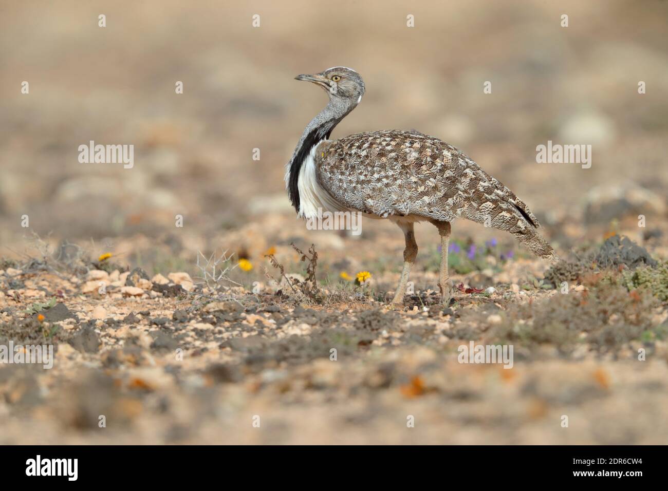 An adult male Houbara Bustard (Chlamydotis undulata) on Fuerteventura ...