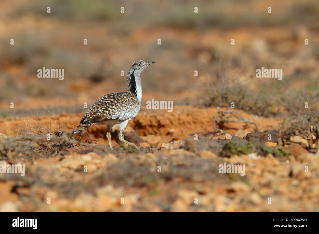 An adult male Houbara Bustard (Chlamydotis undulata) on Fuerteventura ...