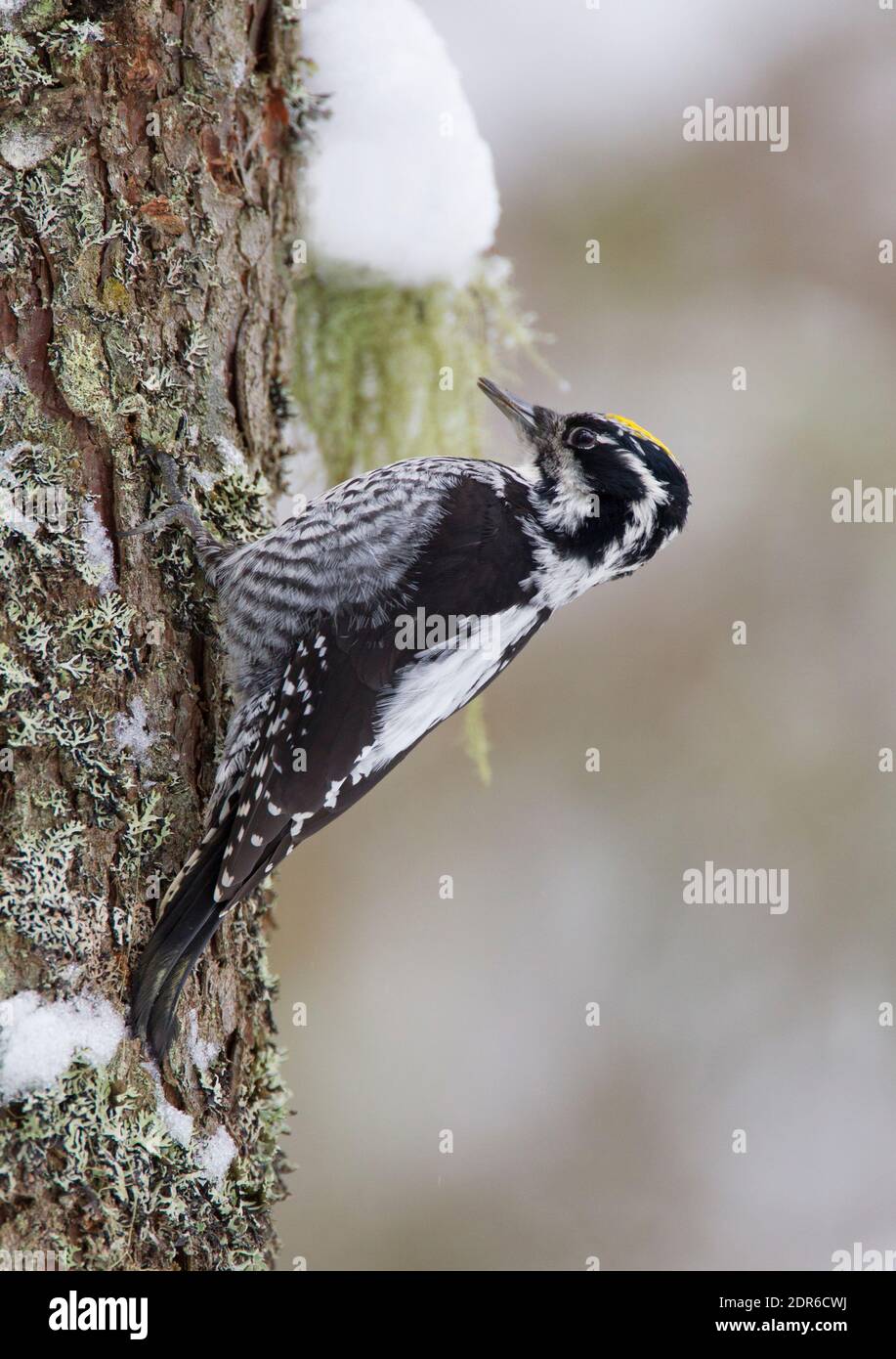 Three-toed Woodpecker, Picoides tridactylus, portrait of single adult ...